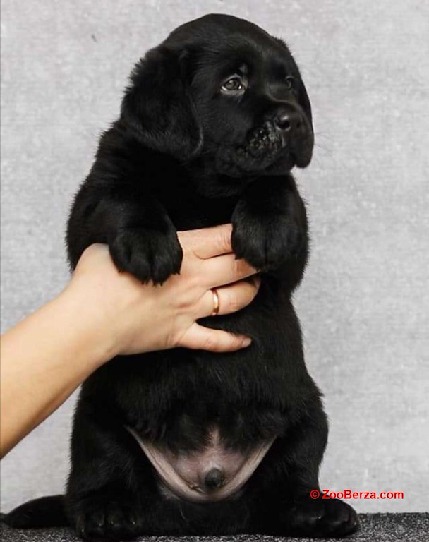 Labrador retriver, štene