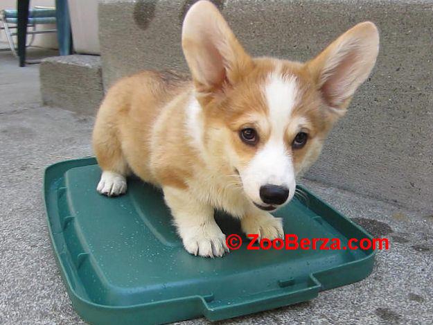 raskošni štenad pembroke welsh corgis