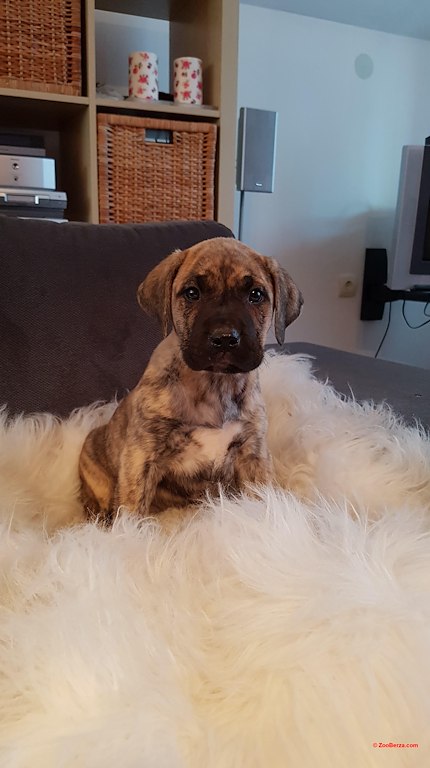 Presa Canario,Dogo Canario