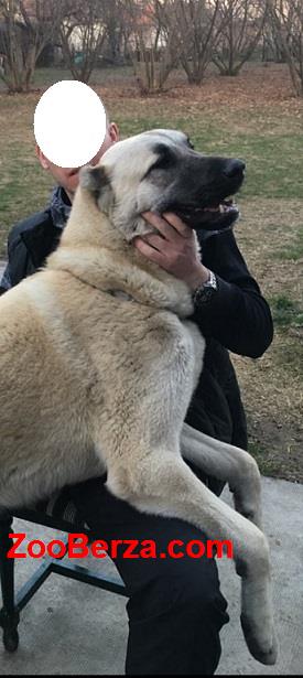 Kangal Parenje