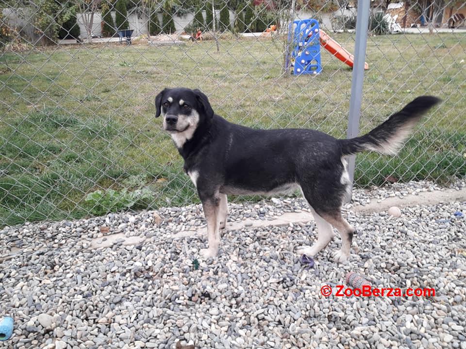 Medena-mešanka rotvajlera i labradora i Kaonik - Kaća