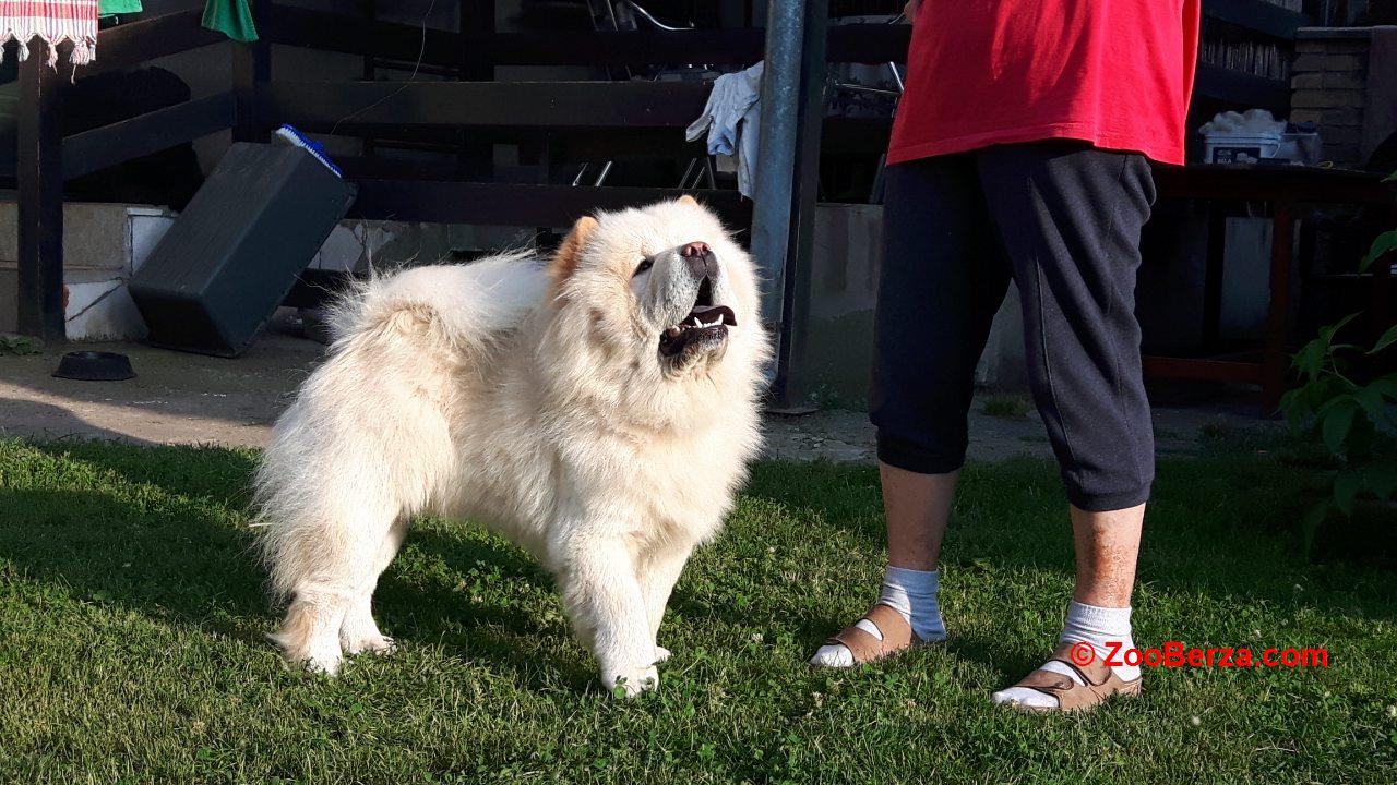 muzjak chow chow za parenje