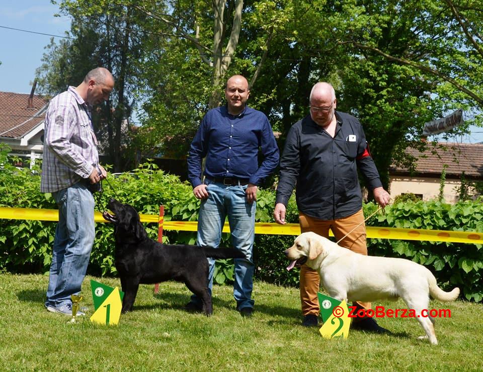 Labrador Retriver " ZRELI MUZJAK "