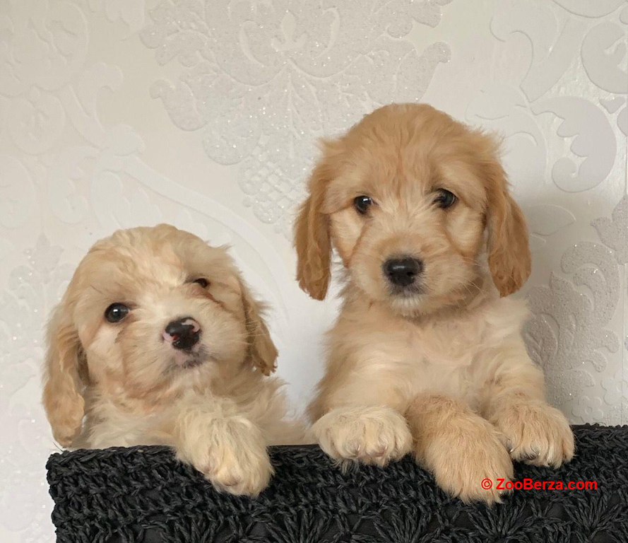 Schitterende Cockapoo-pups,