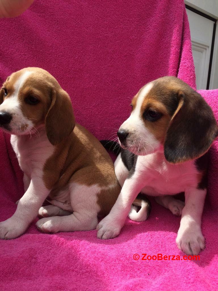 Mooie Beagle-puppy's.