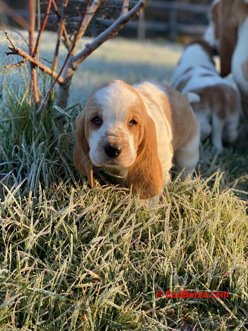 Mooie basset honden.