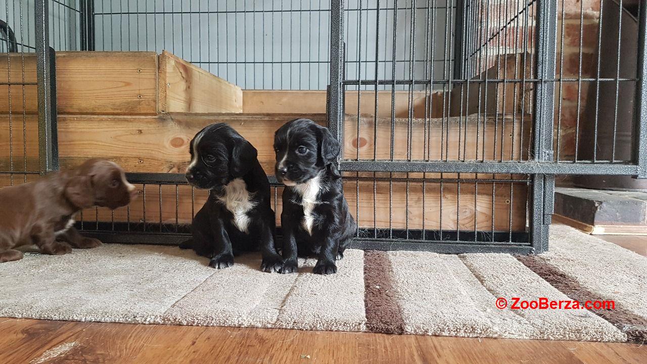 Beautifu cocker spaniel puppy's