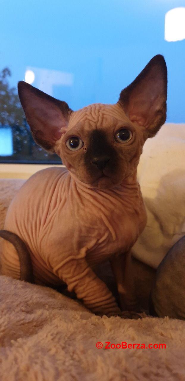 Sphynx Kitten