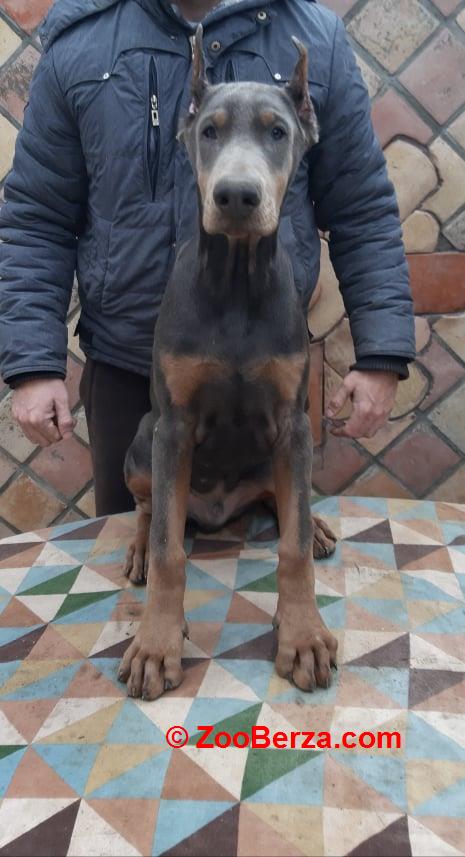 Doberman Stene