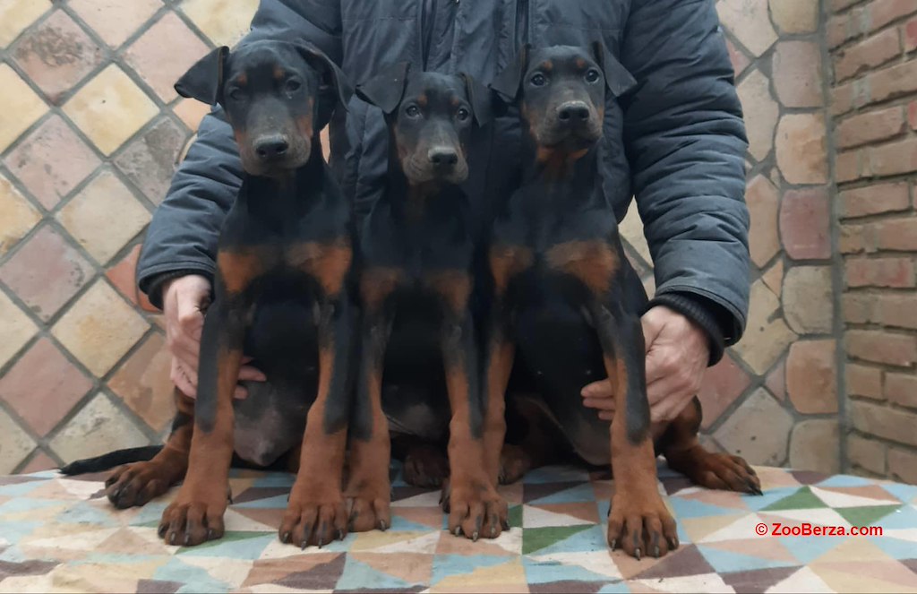 Doberman Stenci