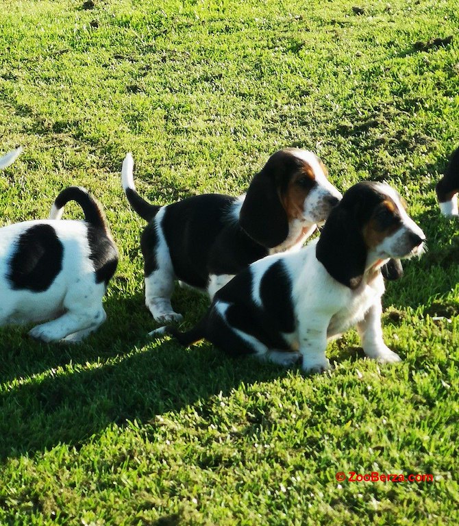 Lijepi basset psići.