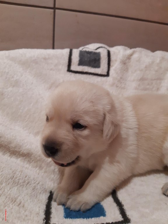 Labrador retriver, štene