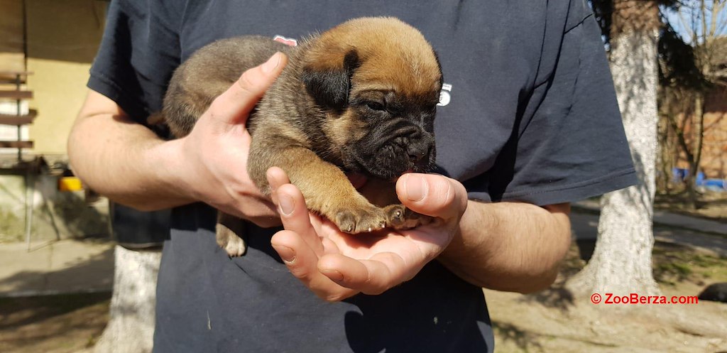 Cane Corso (Kane Korso) štenci