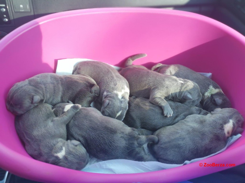 American Bully Exotic (Americki Buli)