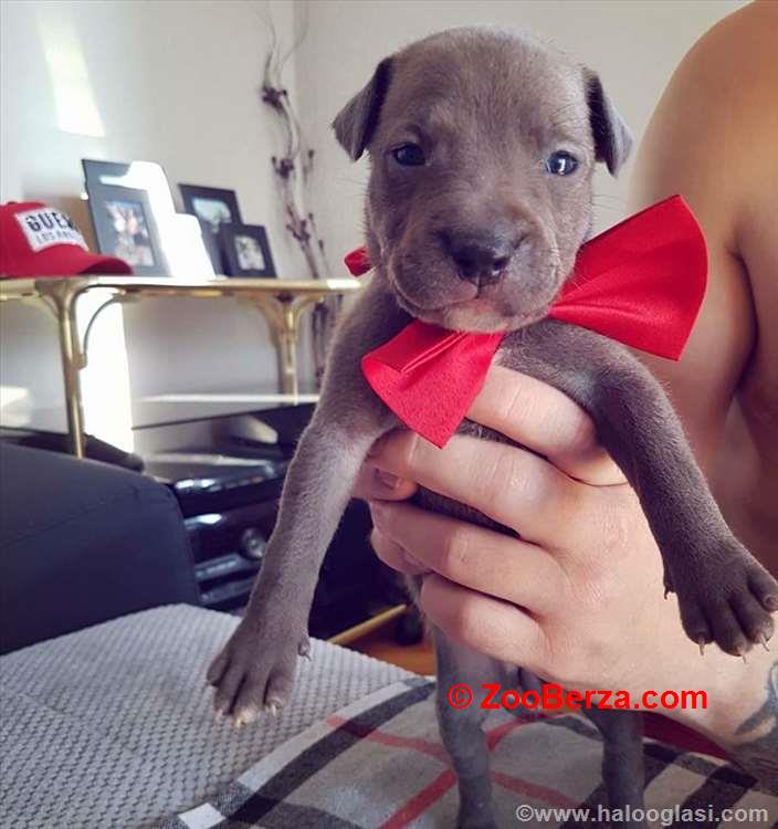 PITBULL BLUE NOSE