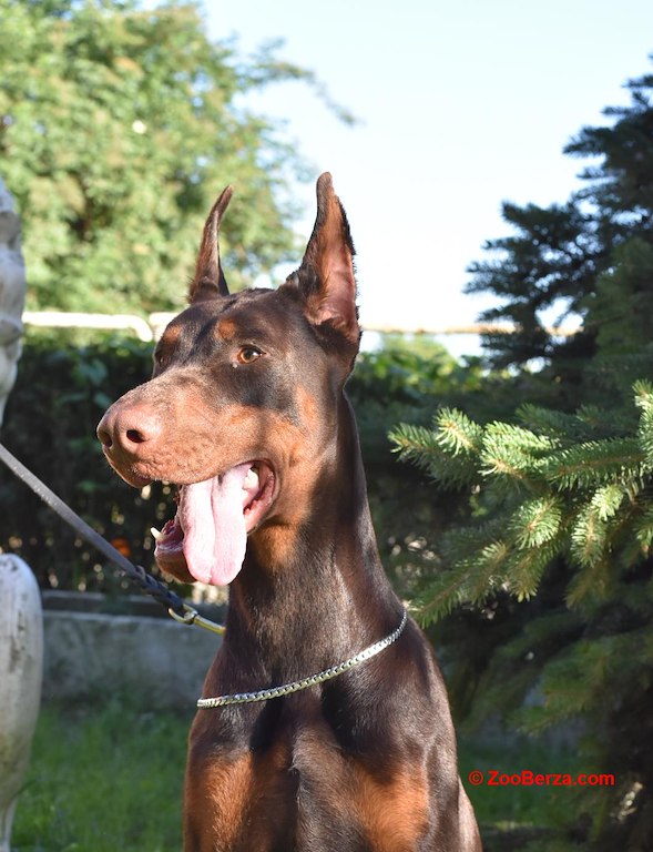 Doberman ženke