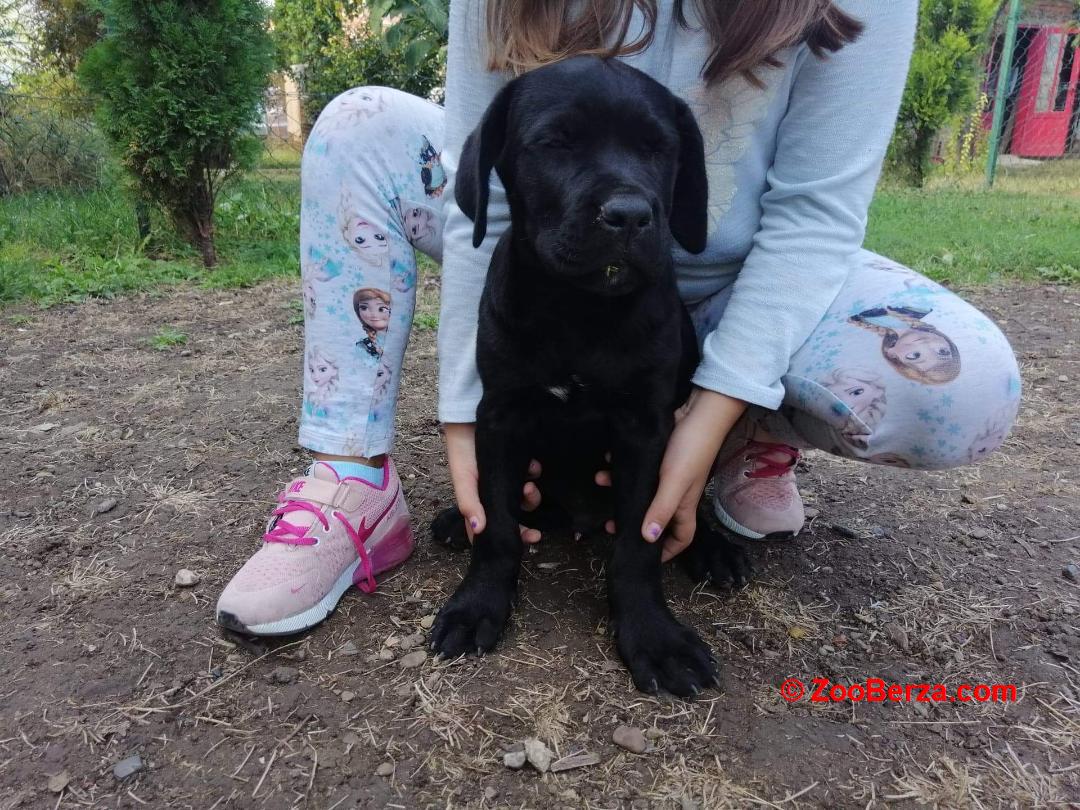 Cane corso