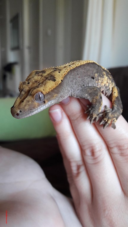 Crested gecko