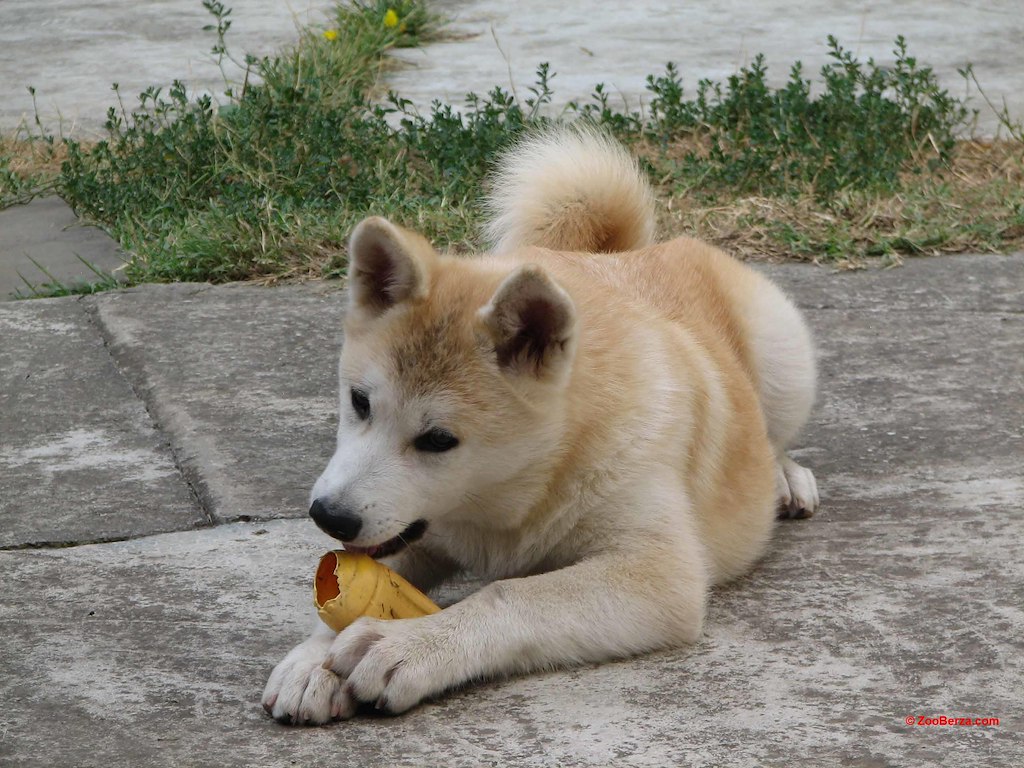 Akita inu stenci