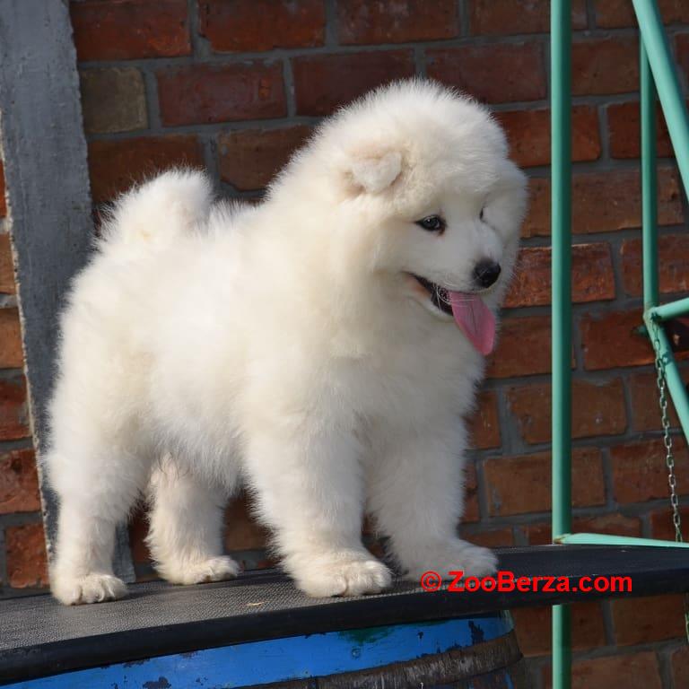 Samojed stenci odgaj,PEKI SIBERICA KENNEL