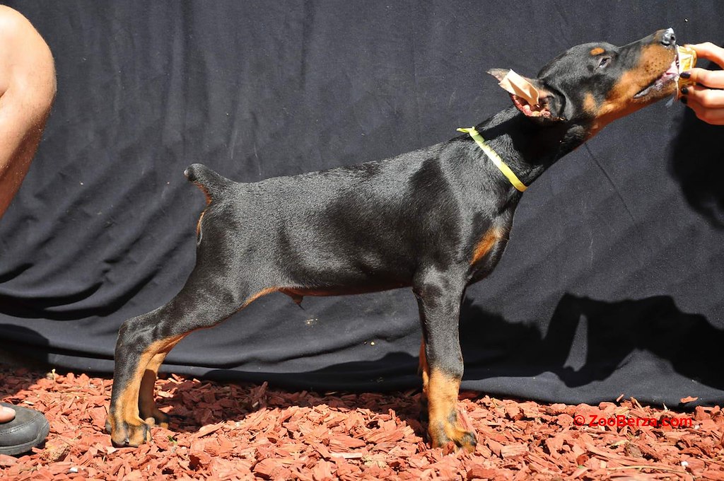 Doberman , štene