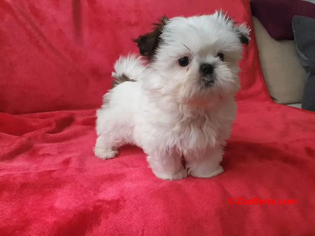 Shih Tzu psić Potpuni rodovnik Jedna djevojčica lijeva