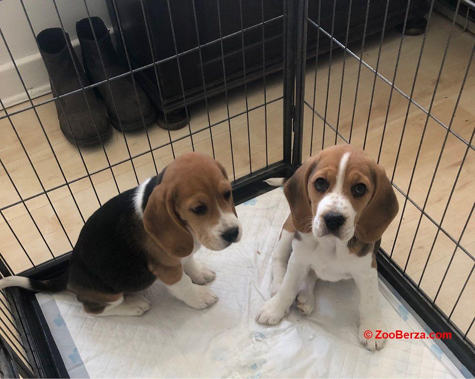 Prekrasan pedigree Beagle Pups Pra clear