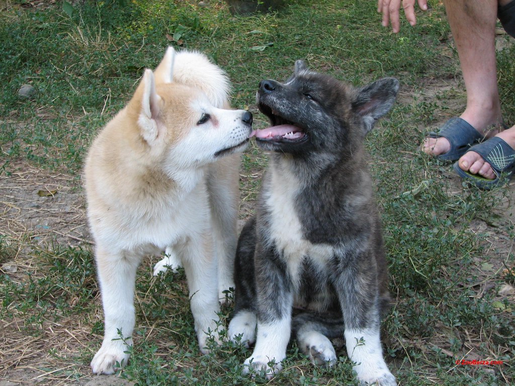 Akita inu stenci