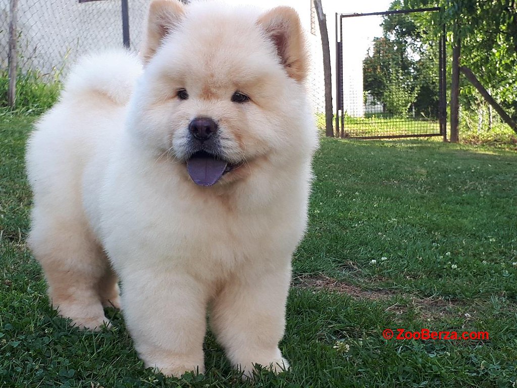 chow chow,cau cau