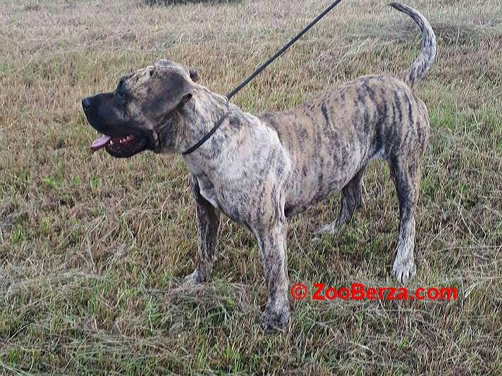 Presa ( Dogo ) Canario