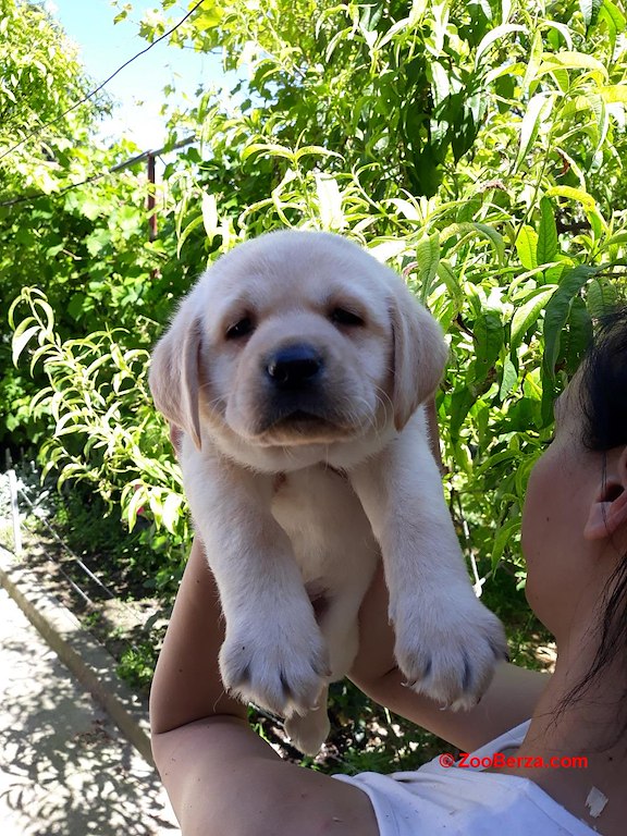 Labrador retriver stenci