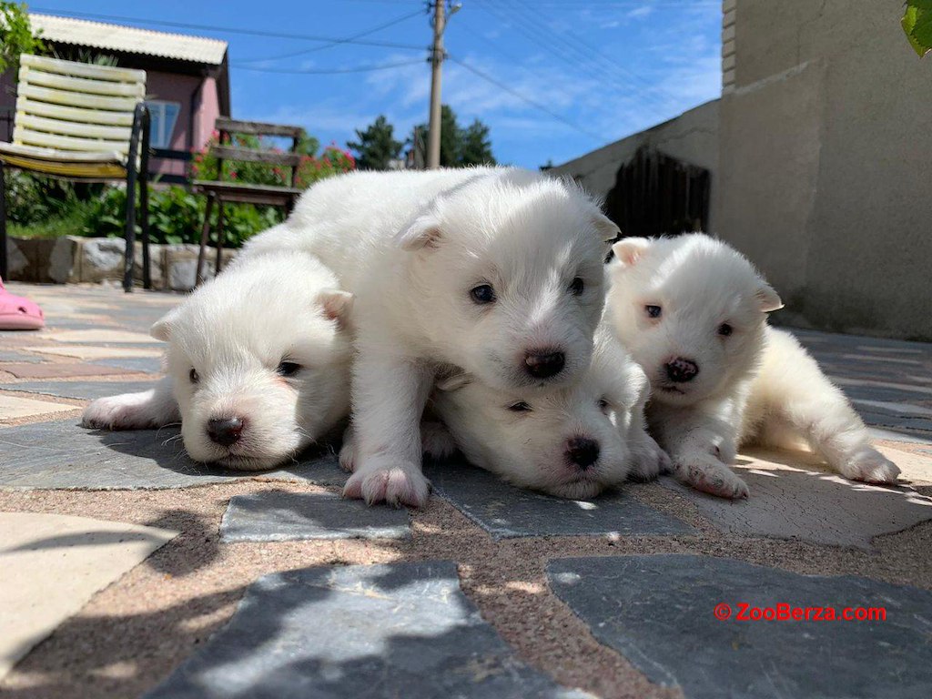 Samojed