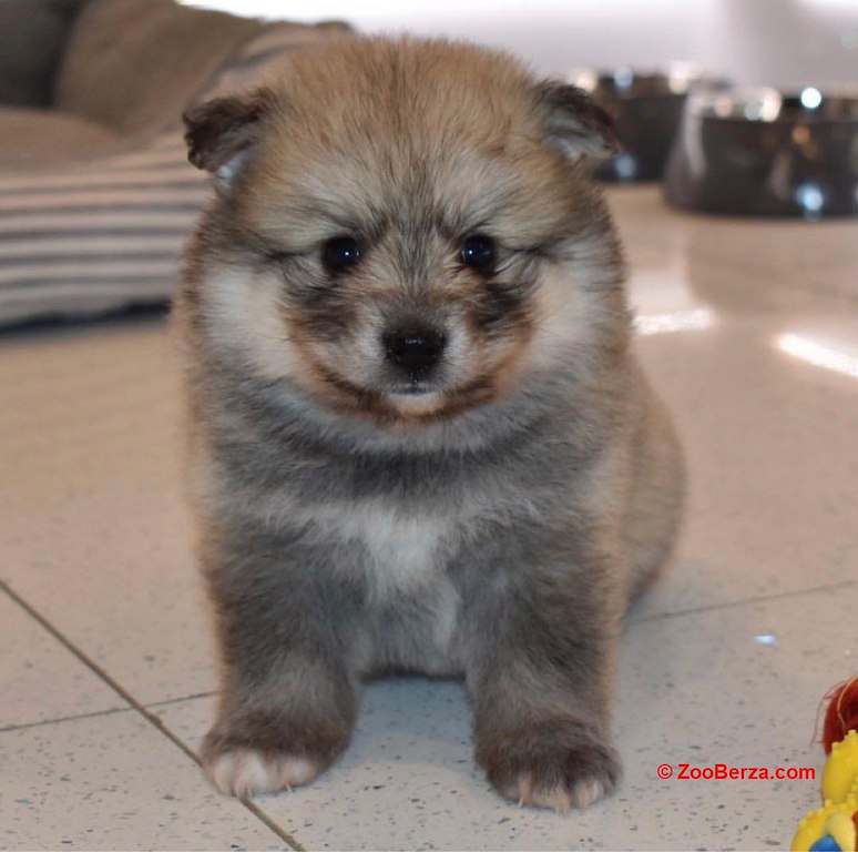 Satılır gözəl Pomsky Puppies