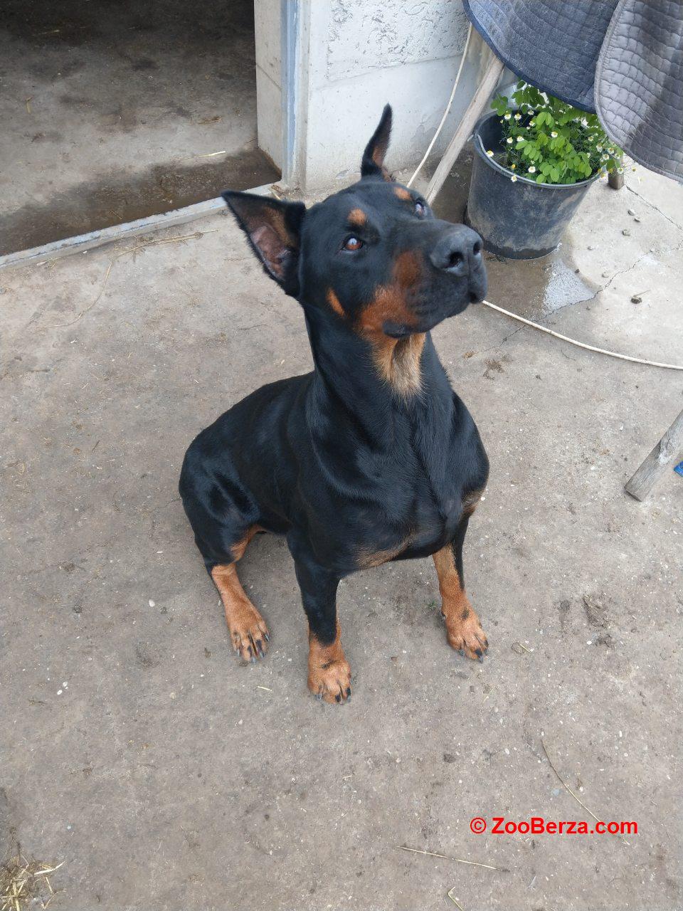 Doberman muzijak