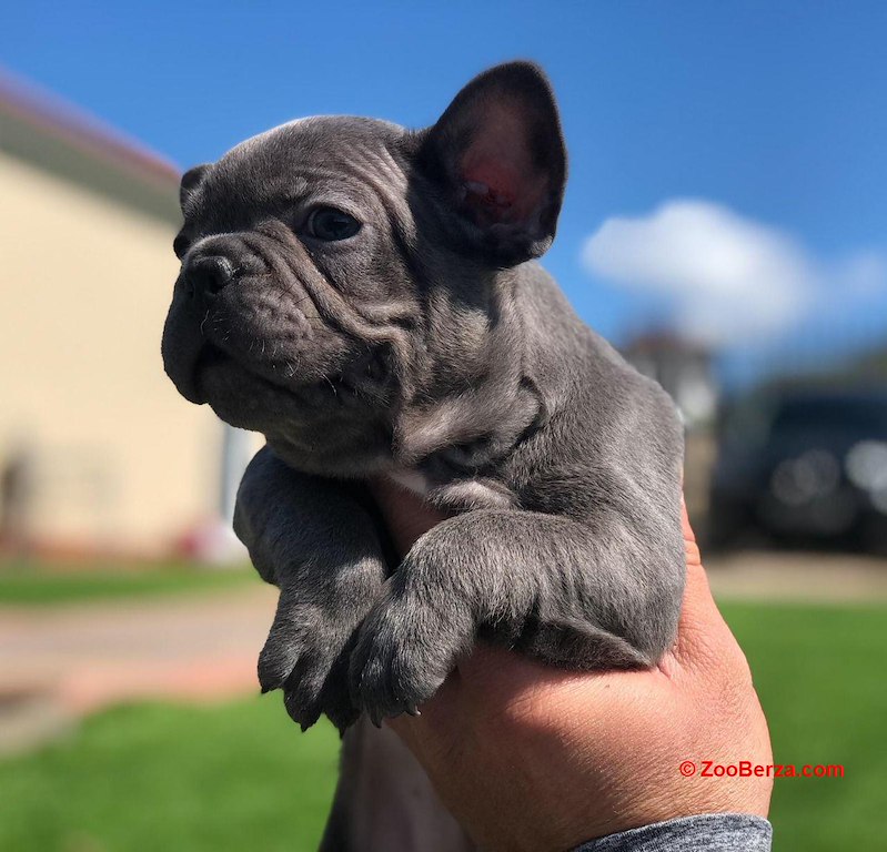 Francuski buldog štenci za prikladne domove.