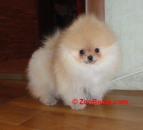 Pomeranski spic bebe