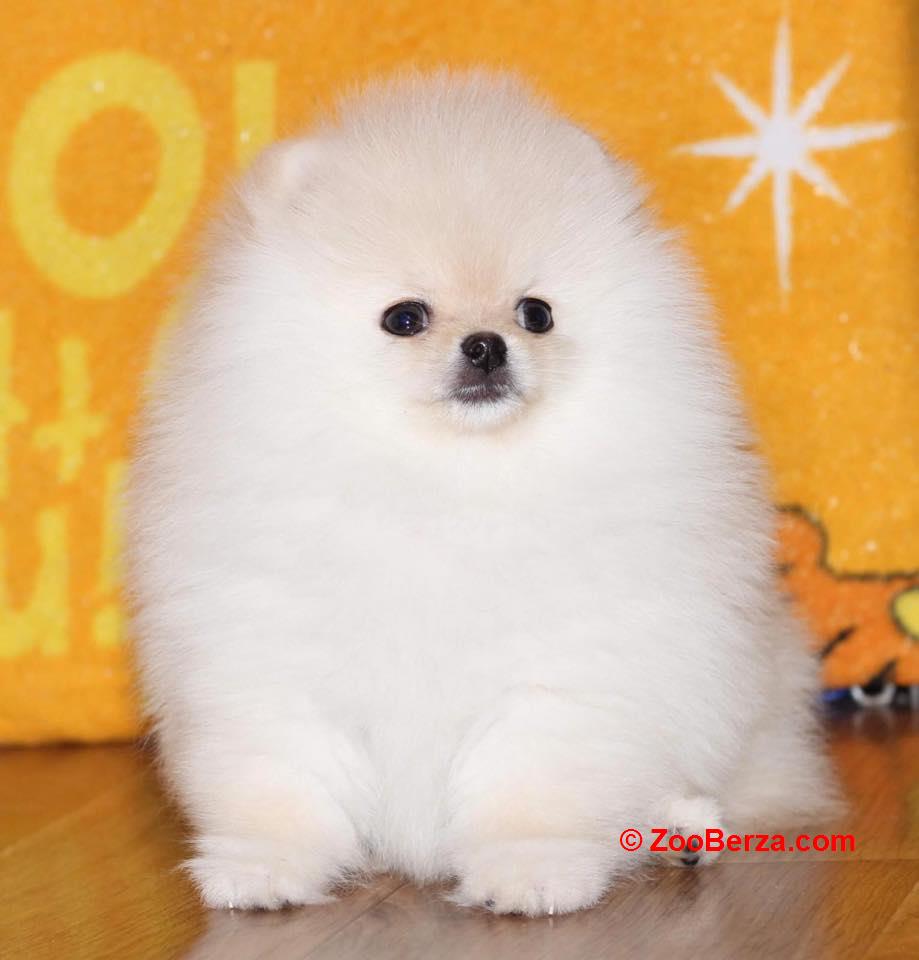 Pomeranski spic Boo