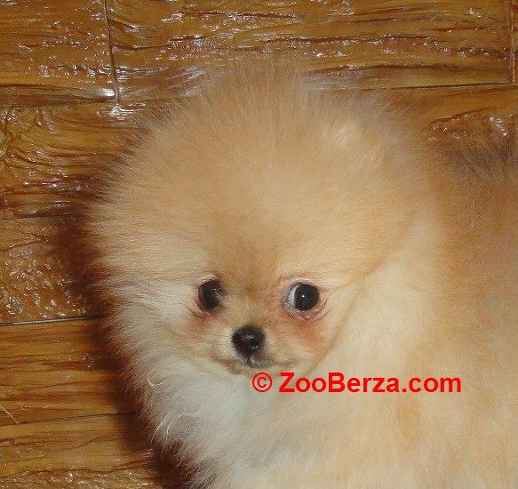 Pomeranski spic Boo