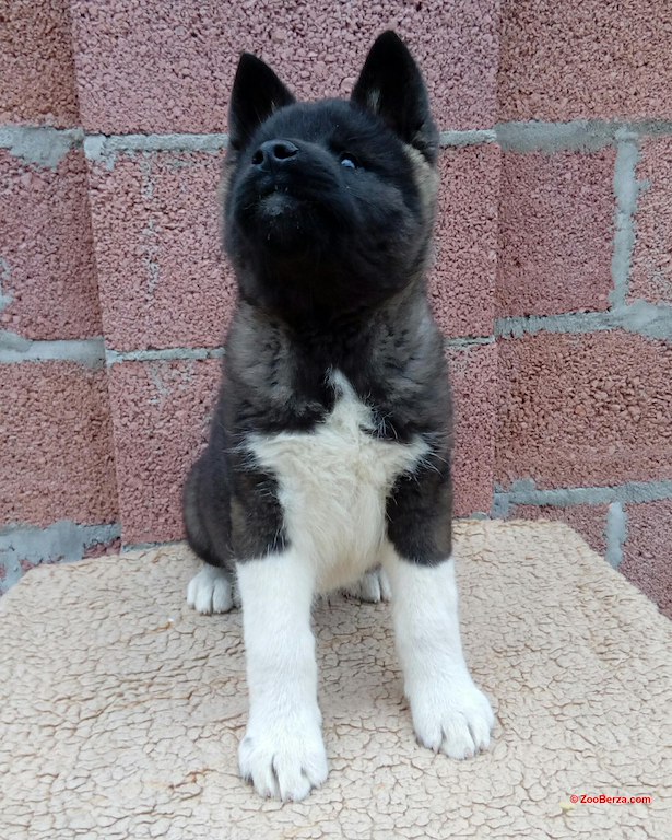 Americka akita stene