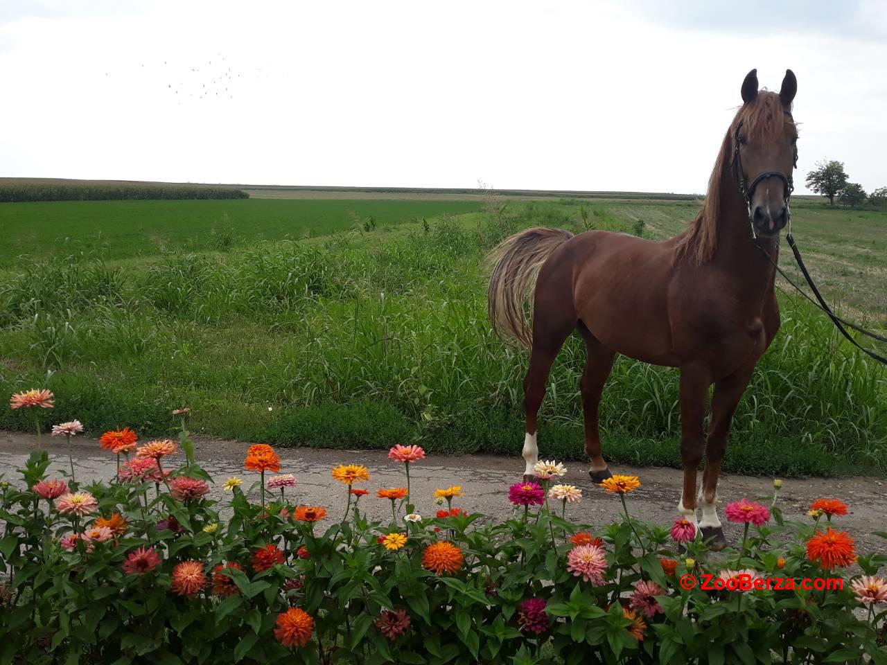 Pastuv Kwpn slobodan za pripust