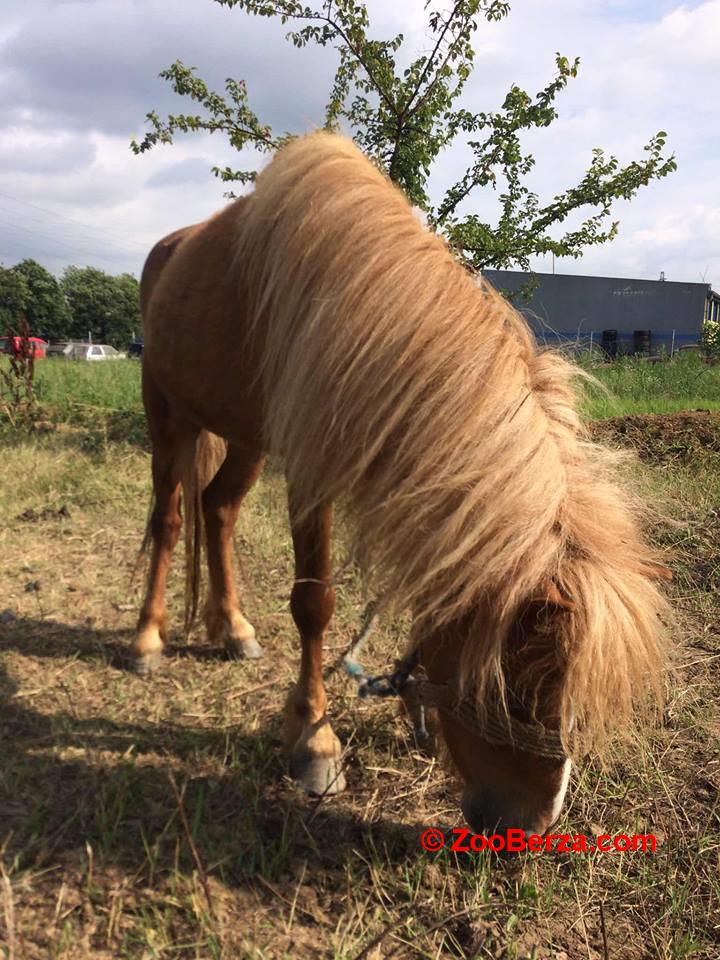 prodajem poni konjia i kobilu