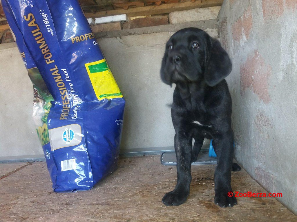 Cane Corso