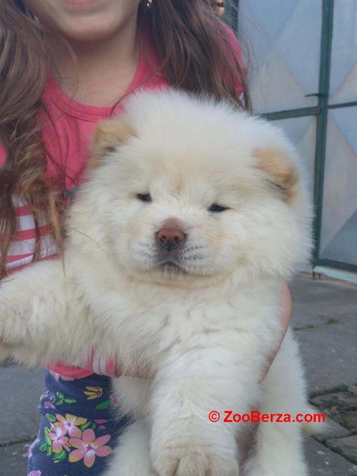 Chow chow stene