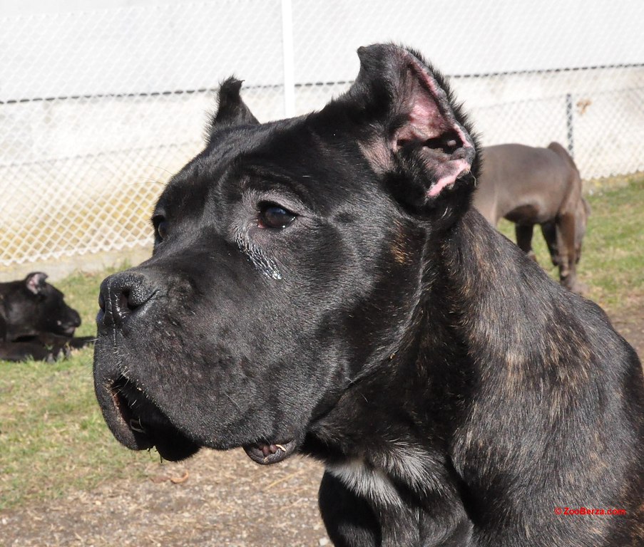 Cane Corso dva muska steneta