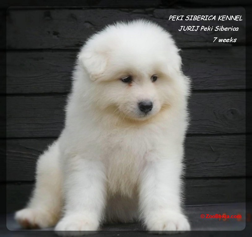 Samojed stenci,odg,PEKI SIBERICA FCI 5214