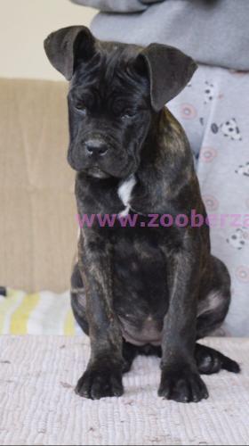 Cane Corso zenka