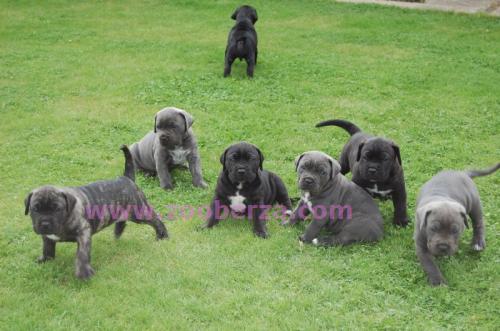 Cane Corso