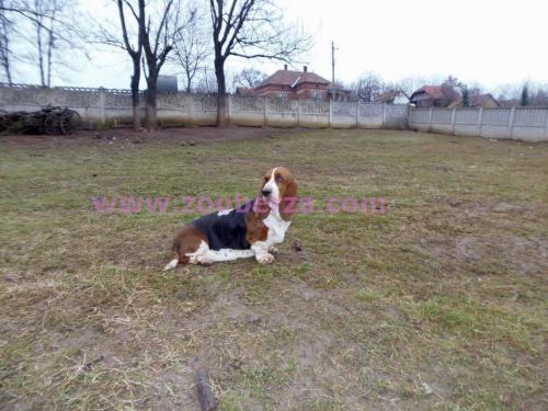 Basset Hound - baset