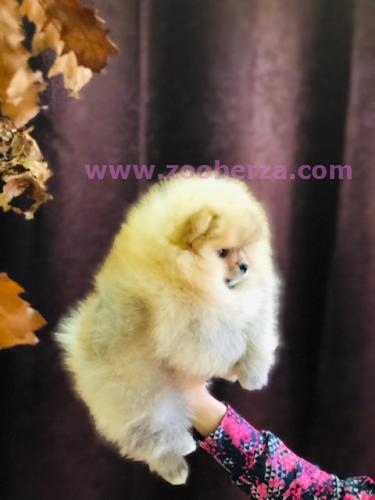 Pomeranski špic,Pomeranac,Pomeranian,Boo štenci