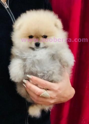 Pomeranski špic,Pomeranac,Pomeranian,Boo štenci